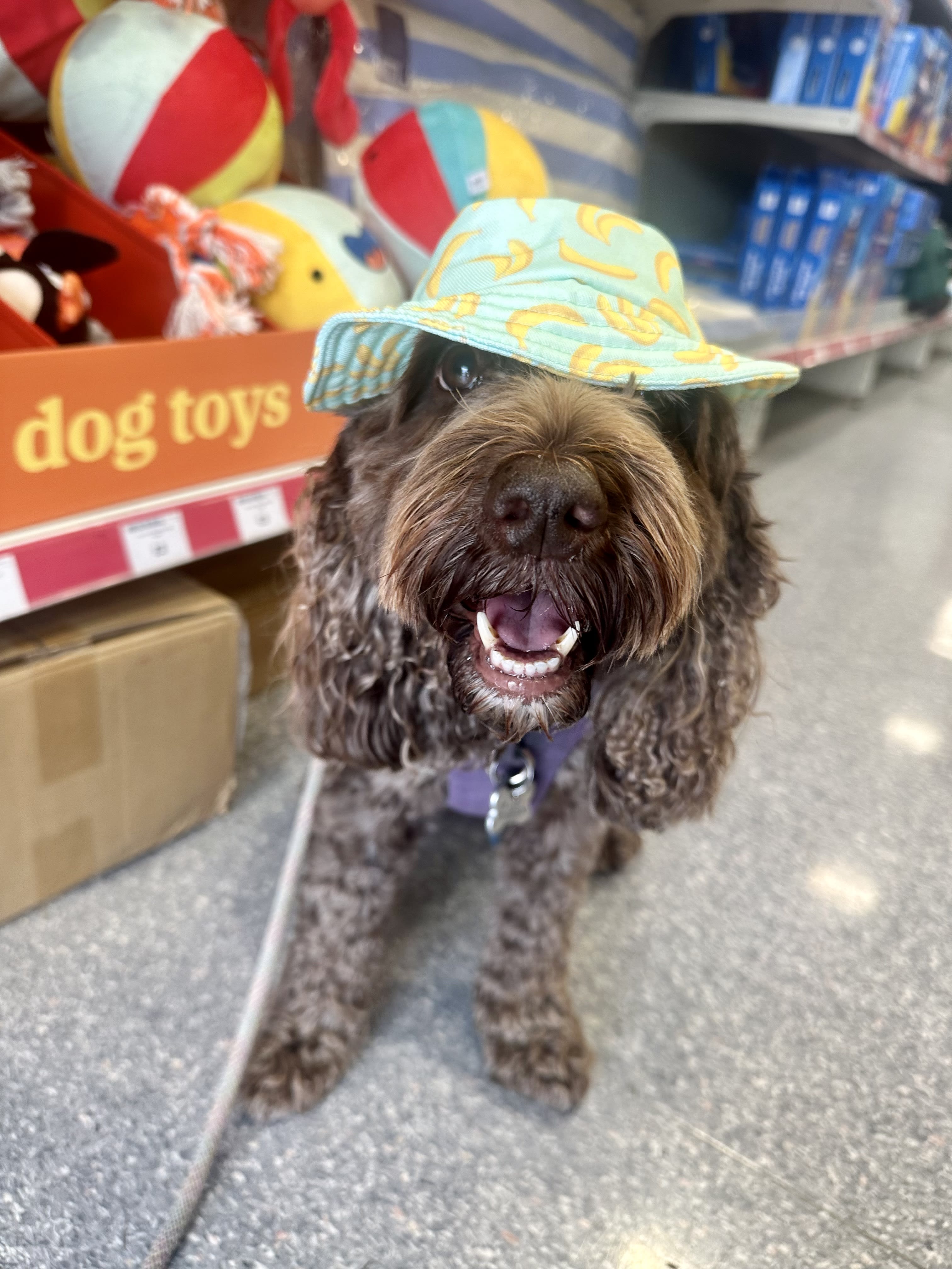 Tuggs | Freshly-Prepared Dog Food Delivery | Award-Winning