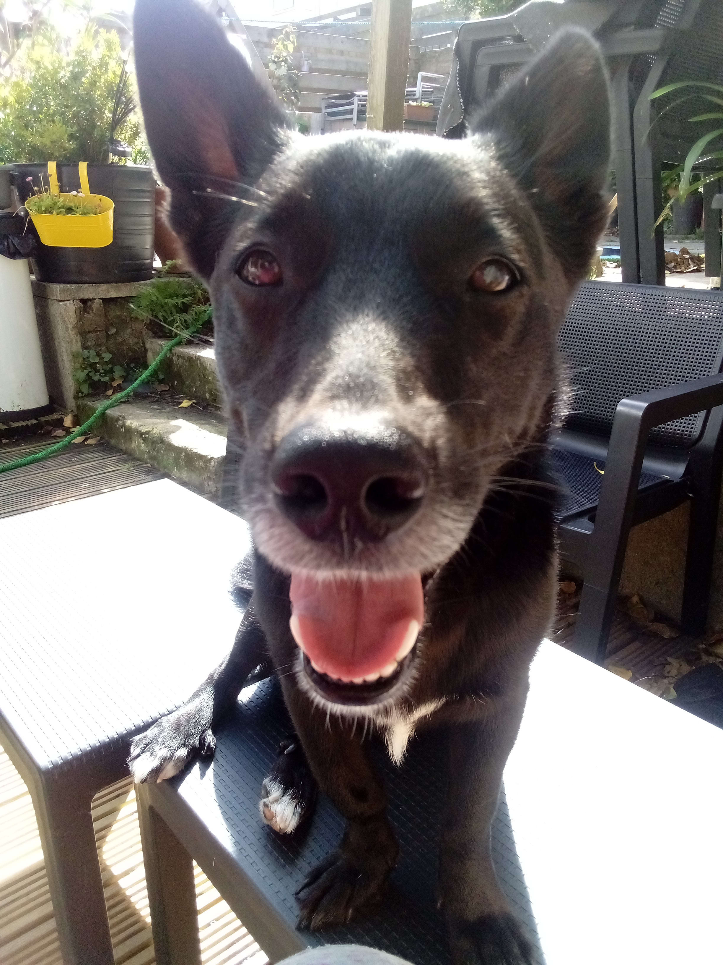 Tuggs | Freshly-Prepared Dog Food Delivery | Award-Winning