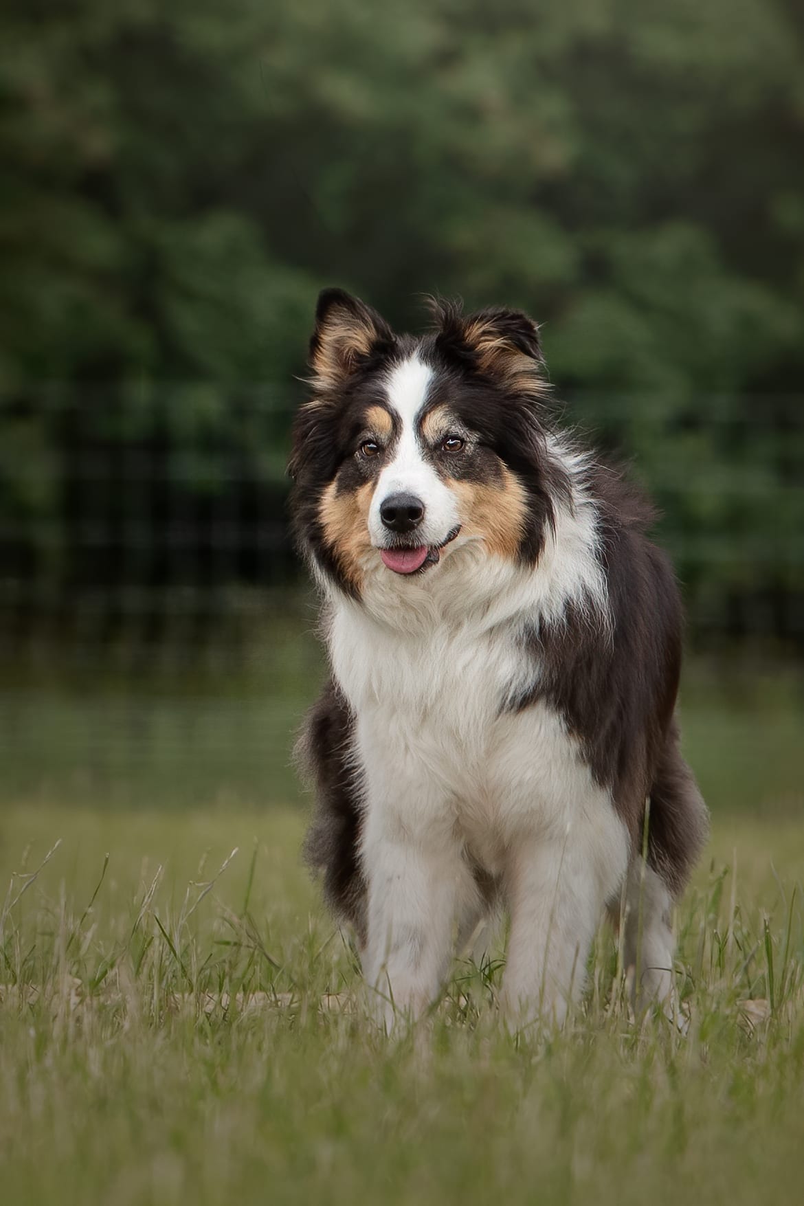 Tuggs | Freshly-Prepared Dog Food Delivery | Award-Winning