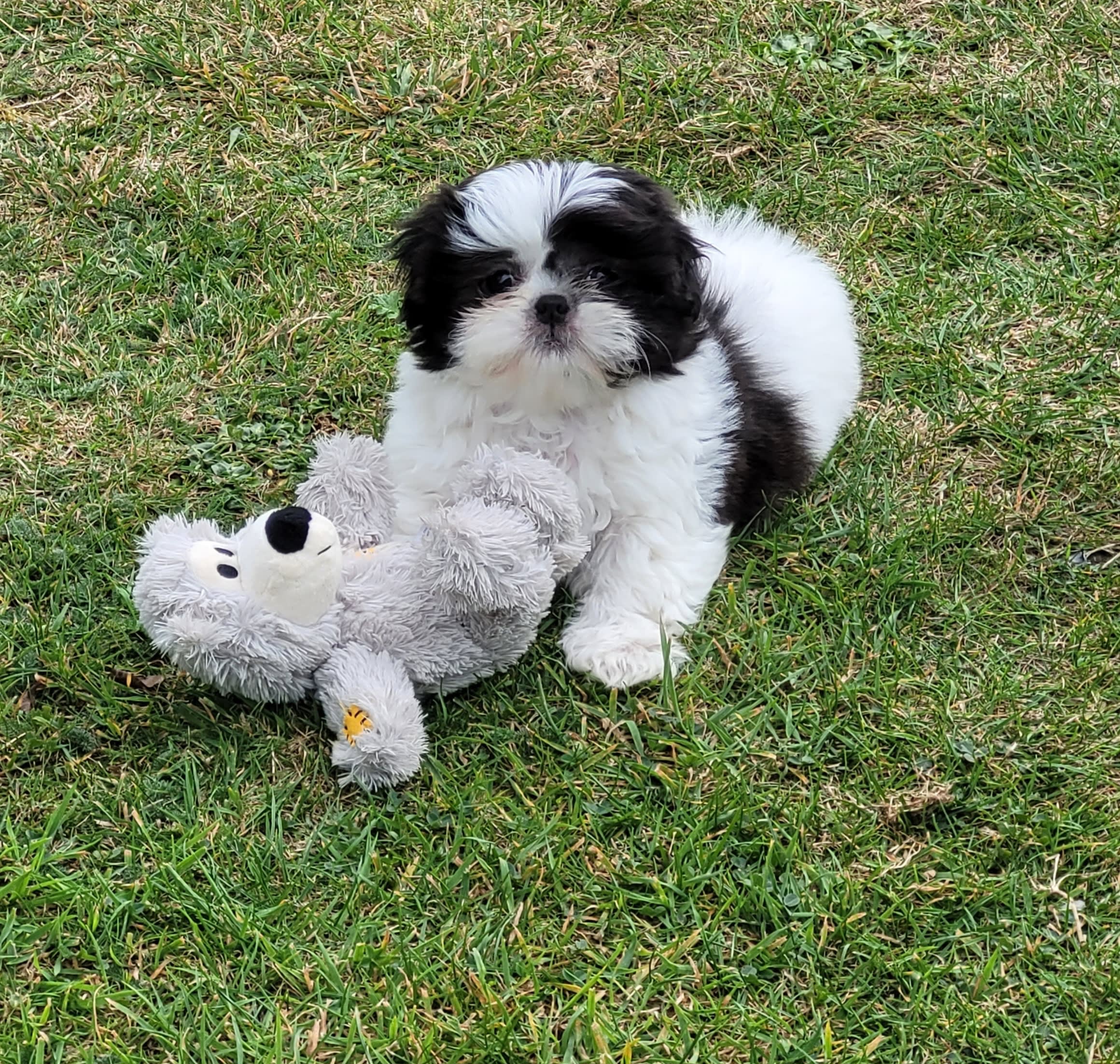 Tuggs | Freshly-Prepared Dog Food Delivery | Award-Winning