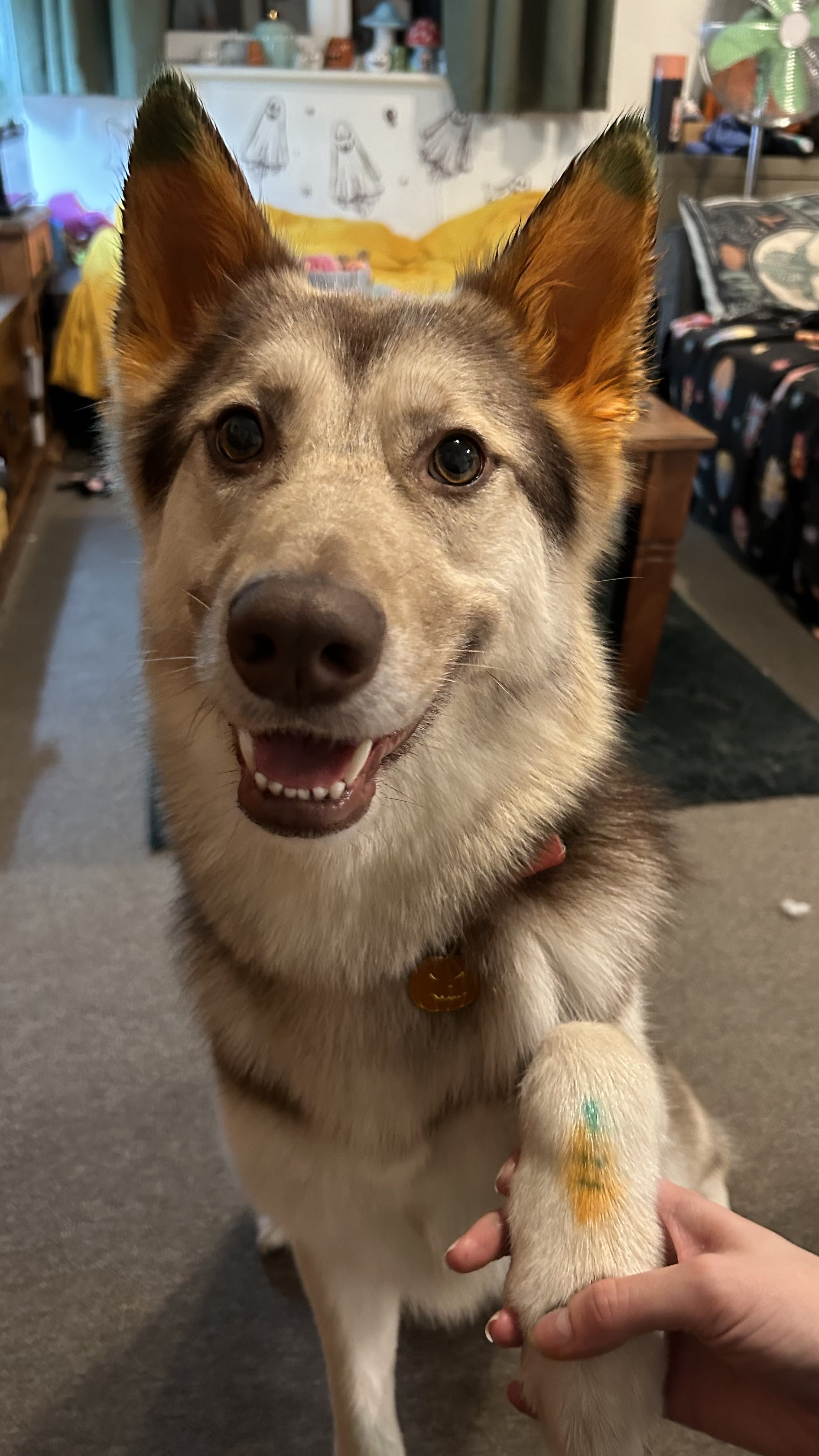 Tuggs | Freshly-Prepared Dog Food Delivery | Award-Winning