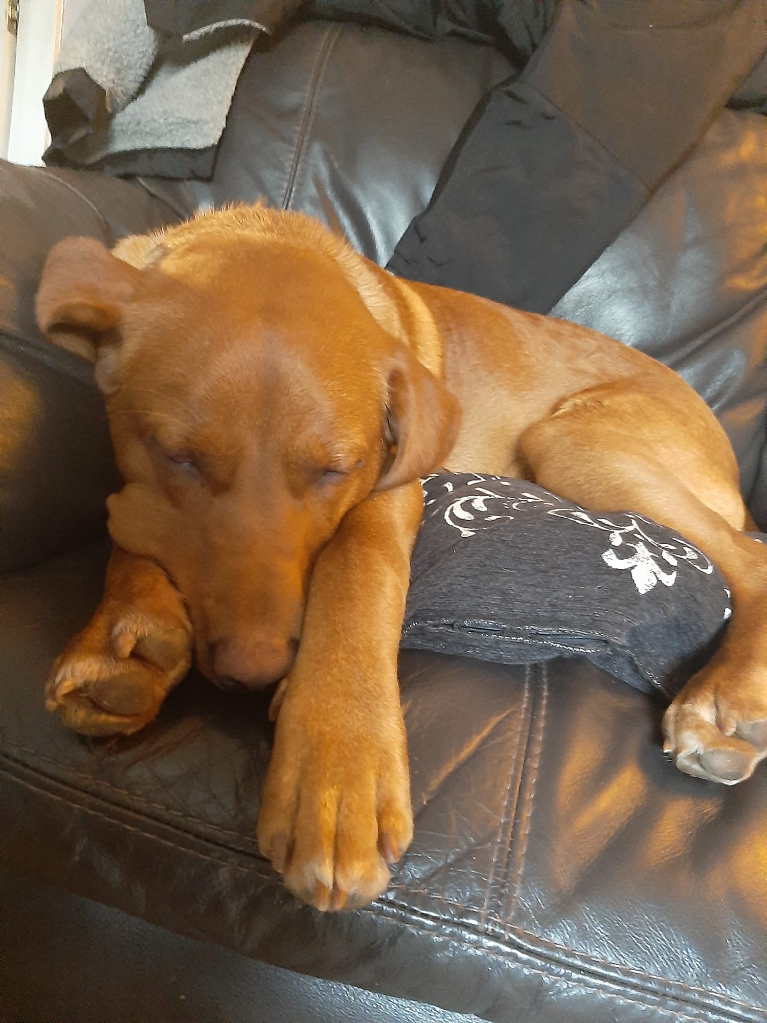 Tuggs | Freshly-Prepared Dog Food Delivery | Award-Winning