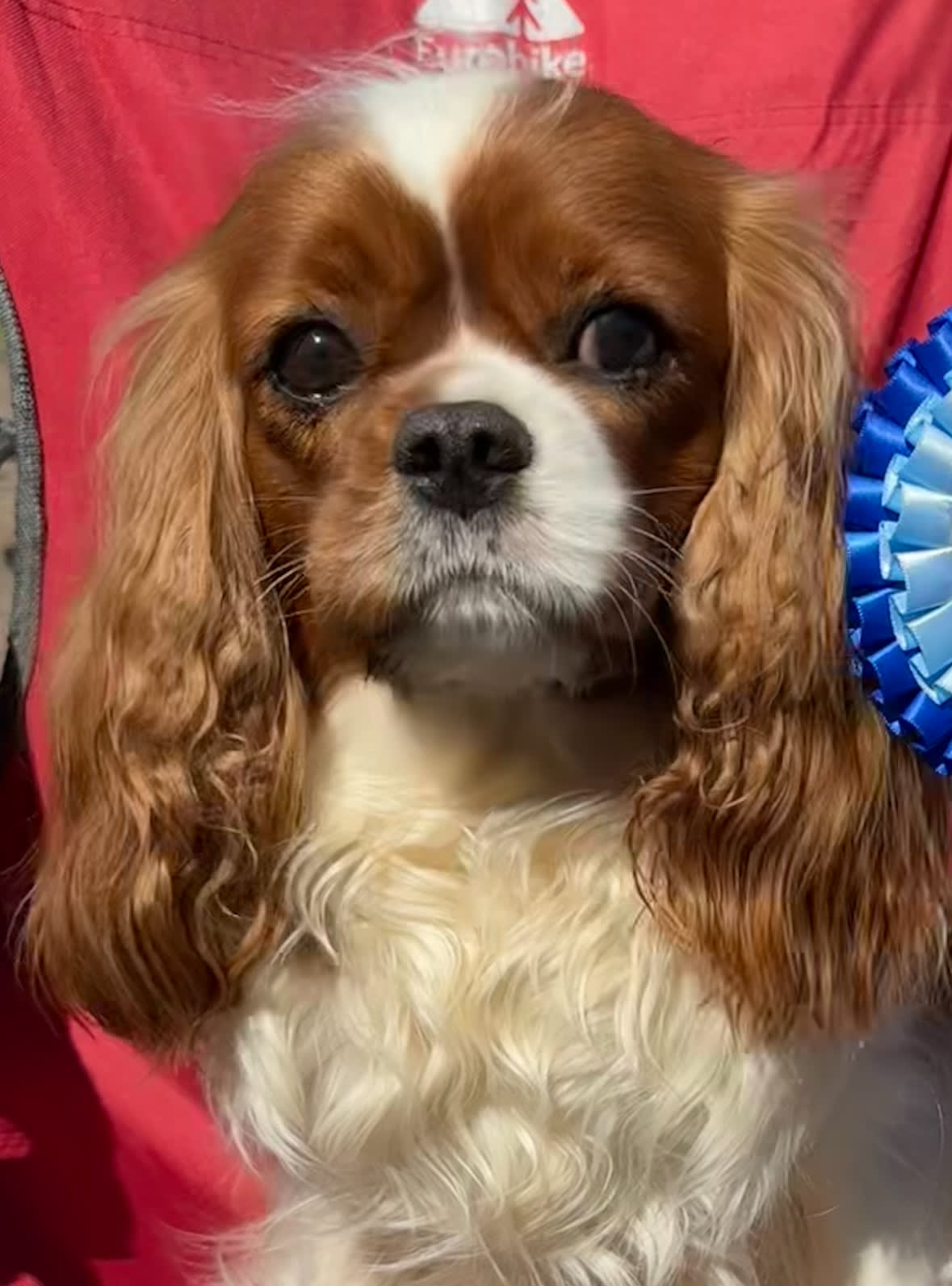 Tuggs | Freshly-Prepared Dog Food Delivery | Award-Winning