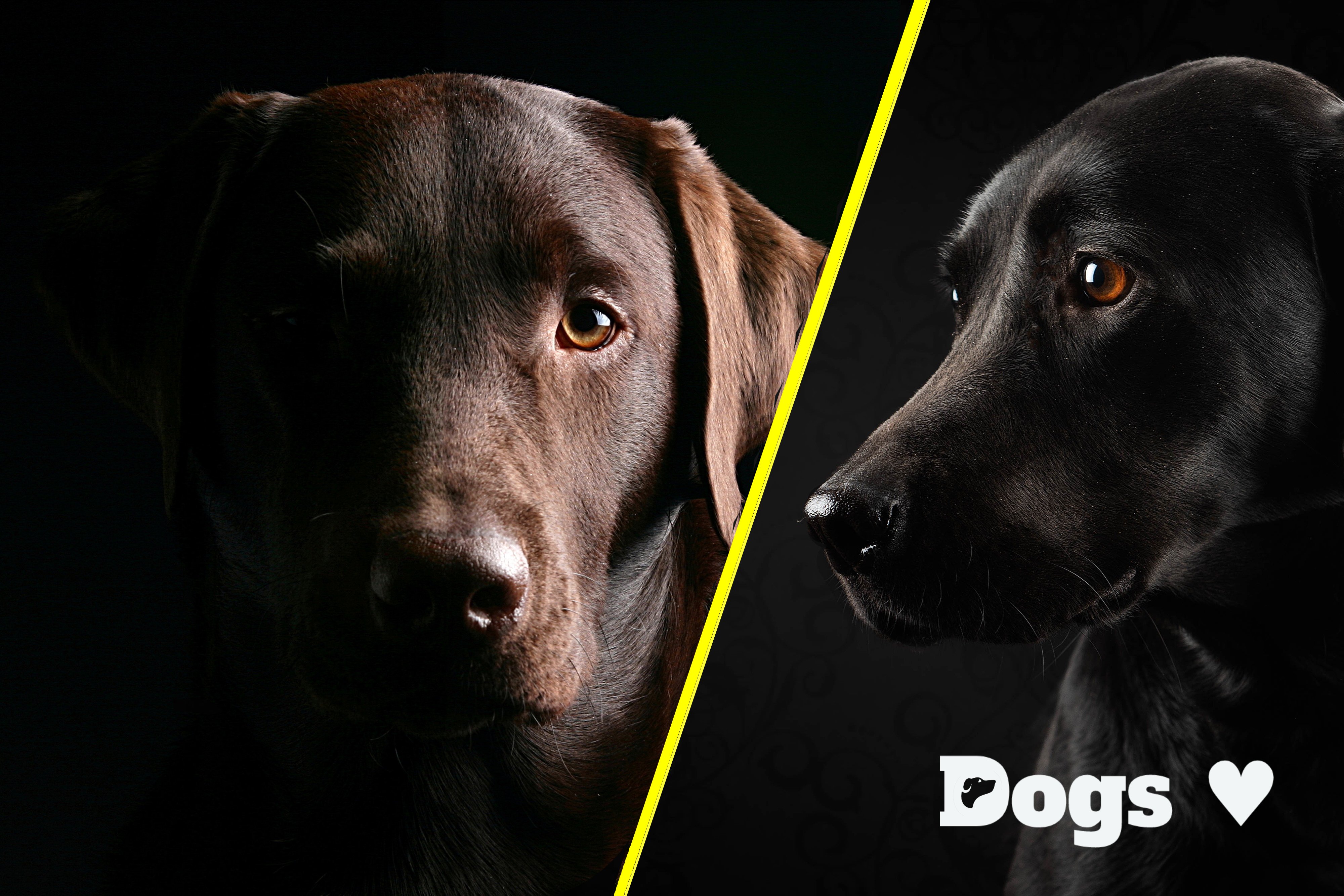 GitHub - marinadebora/PI-dogs