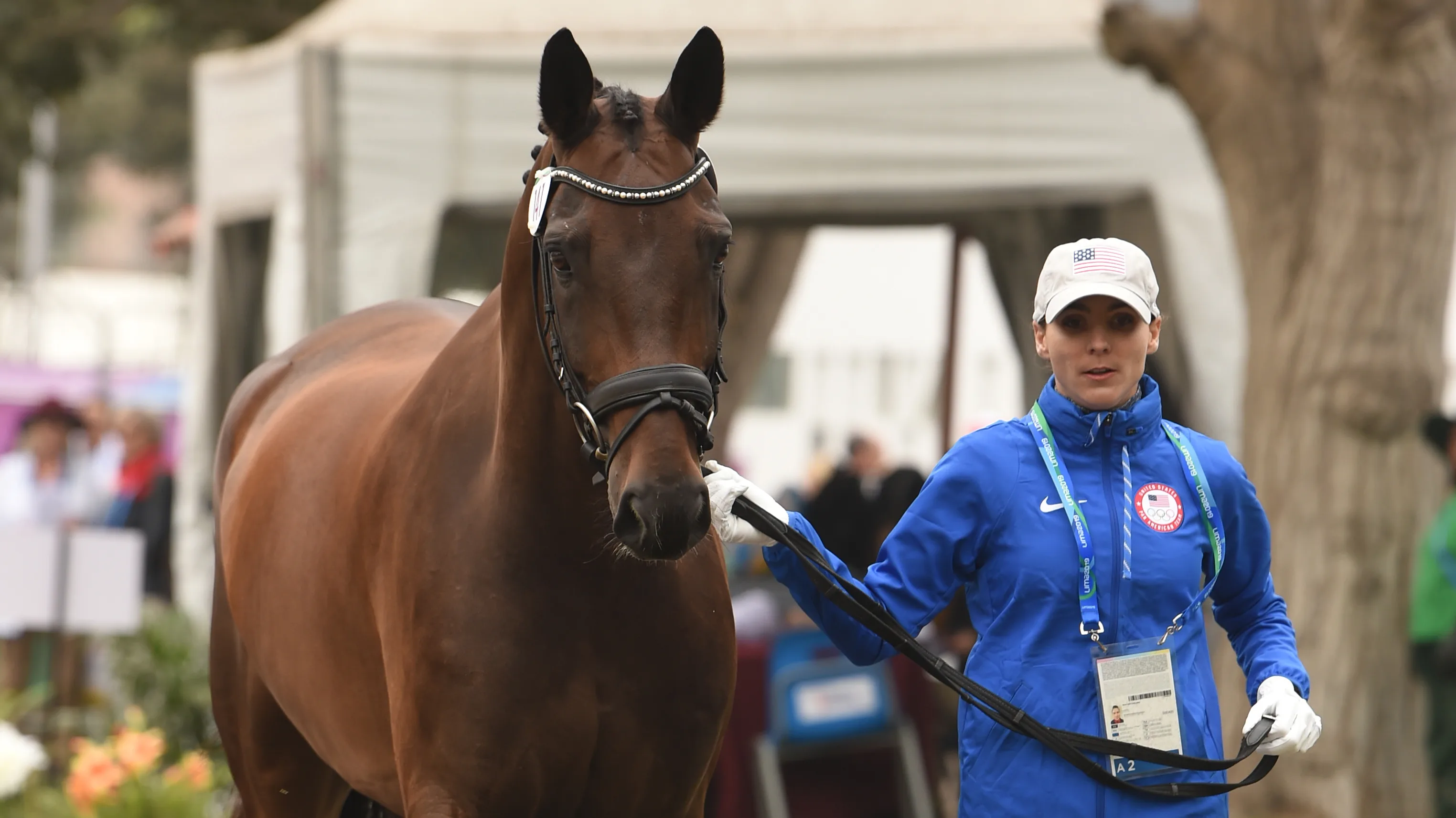 All Horses Pass Dressage Horse Inspection At Pan American Games - The ...