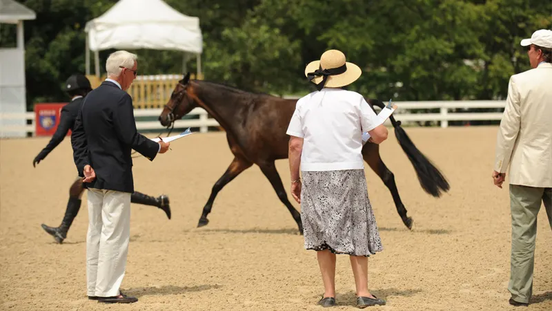 The Myth of Subjective Judging, Part 2 - The Chronicle of the Horse