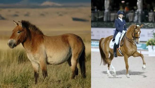 Learning The Language - The Chronicle of the Horse