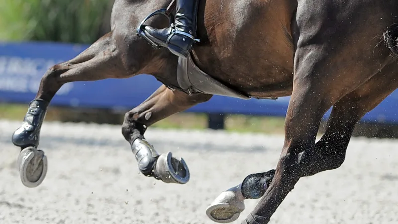 Updated: PETA Reports German Show Jumper Kevin Lemke For Horse Abuse ...