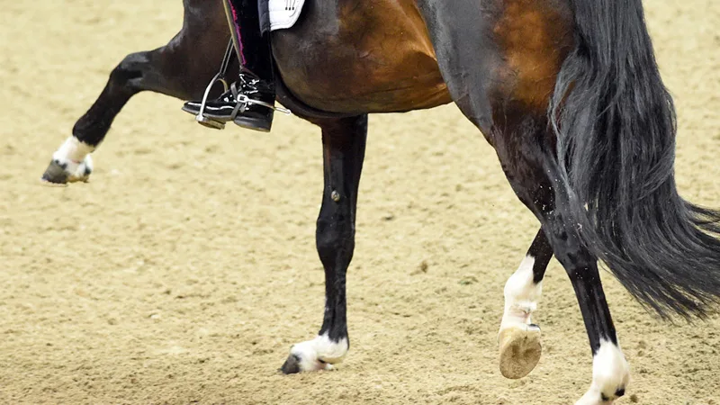 US Horses Pass Dressage Olympic Horse Inspection, 3 To Be Re-inspected ...