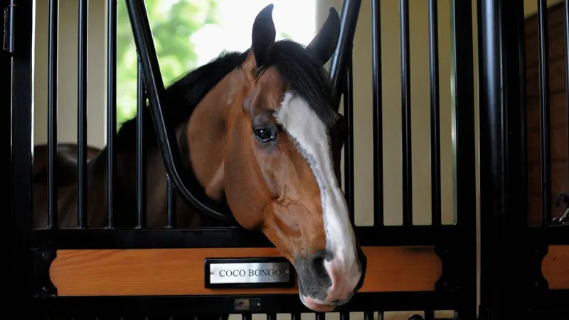 Behind The Stall Door With: Coco Bongo - The Chronicle of the Horse