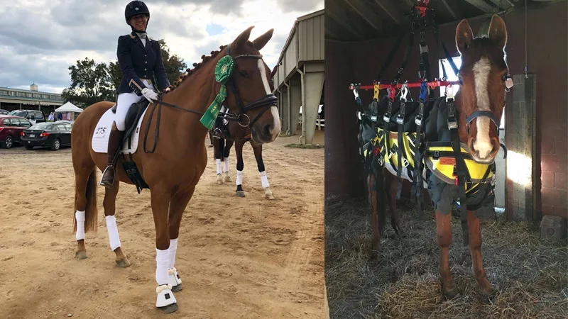 Rescue Horse Against All Odds Carries Dowd To Her First U.S. Dressage ...