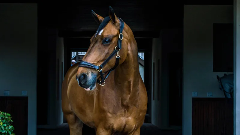 Behind The Stall Door With: Skyhorse - The Chronicle of the Horse