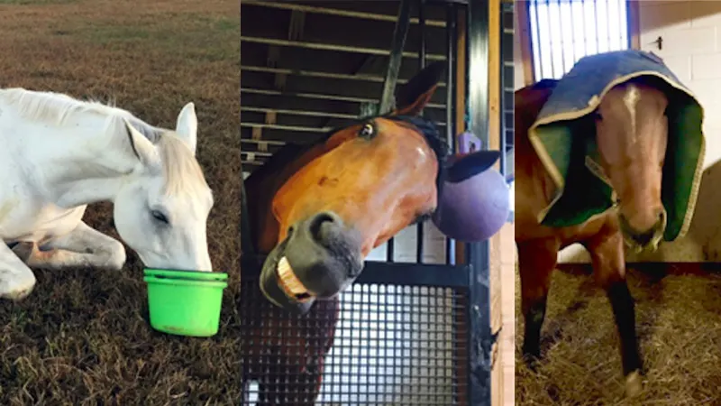 Equine Personalities: Of Sloths, Saints And Strumpets - The Chronicle ...