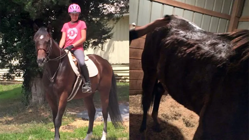 Winston Found His Way To The Perfect Home - The Chronicle of the Horse