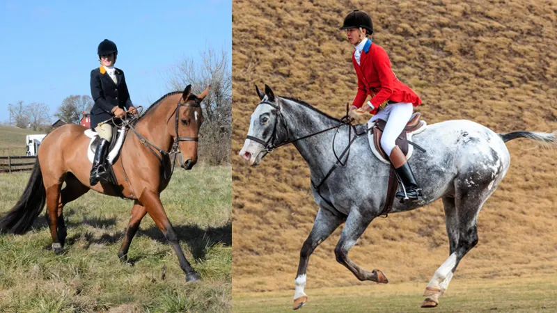 From The Magazine: A Tale Of Two Tails - The Chronicle of the Horse