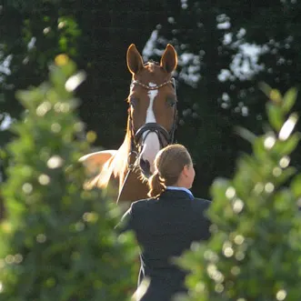 Horse Inspection Gallery - The Chronicle of the Horse
