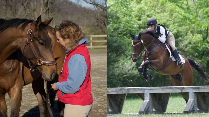 Amateurs Like Us: Susan MacRae Has Found Her Next Special OTTB - The ...