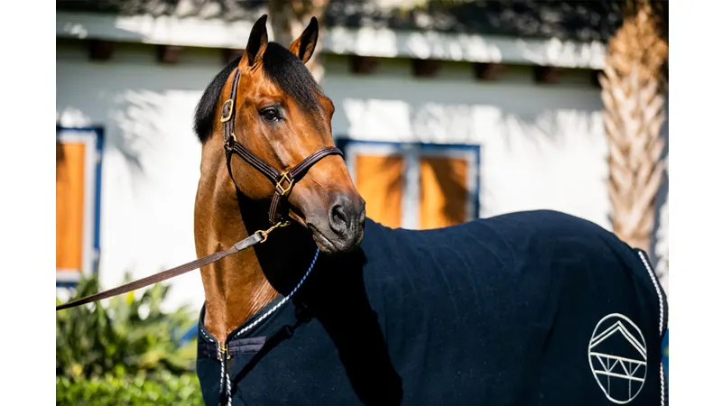 Behind The Stall Door With: Capital Colnardo - The Chronicle of the Horse