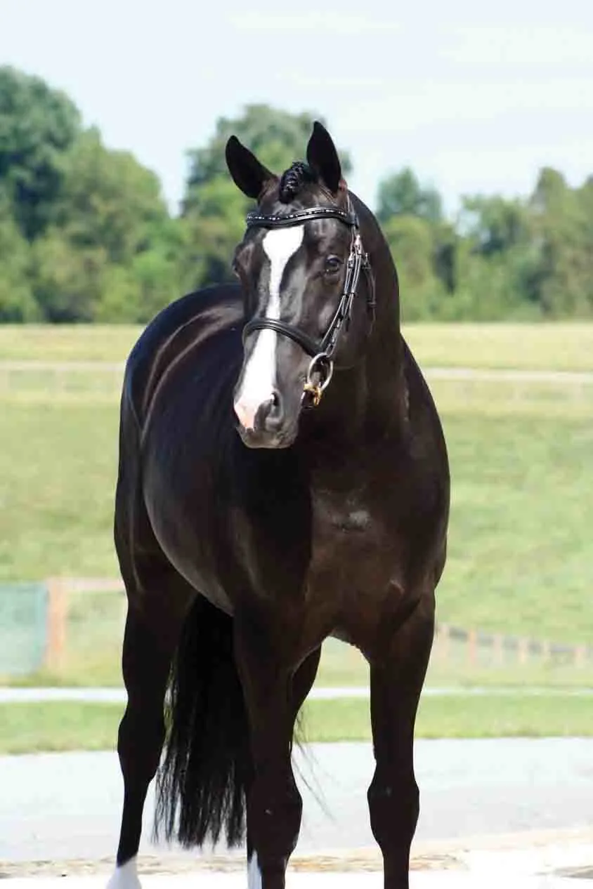 Sternlicht - The Chronicle of the Horse