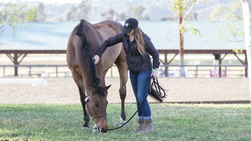 Behind The Stall Door With: Castle Larchfield Purdy - The Chronicle of ...