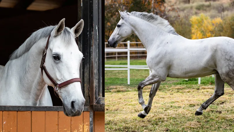 Rowdy Horse Barrel Racing Fun With Rowdy The Wild Horse
