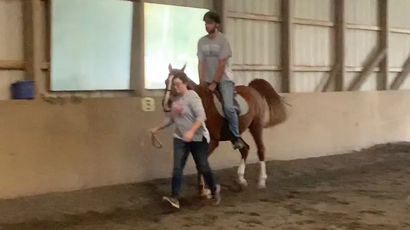 The First Lesson - The Chronicle of the Horse