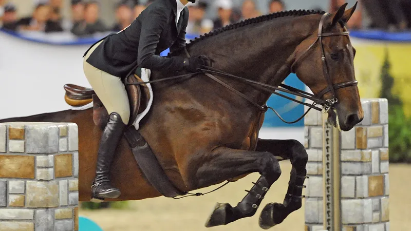 What Role Does The Automatic Release Play In Equitation? - The ...