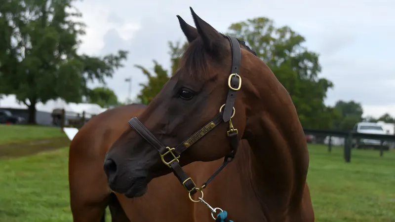 Behind The Stall Door With: Paddy The Caddy - The Chronicle of the Horse