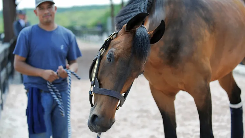 Behind The Stall Door With: The Flying Ham - The Chronicle of the Horse