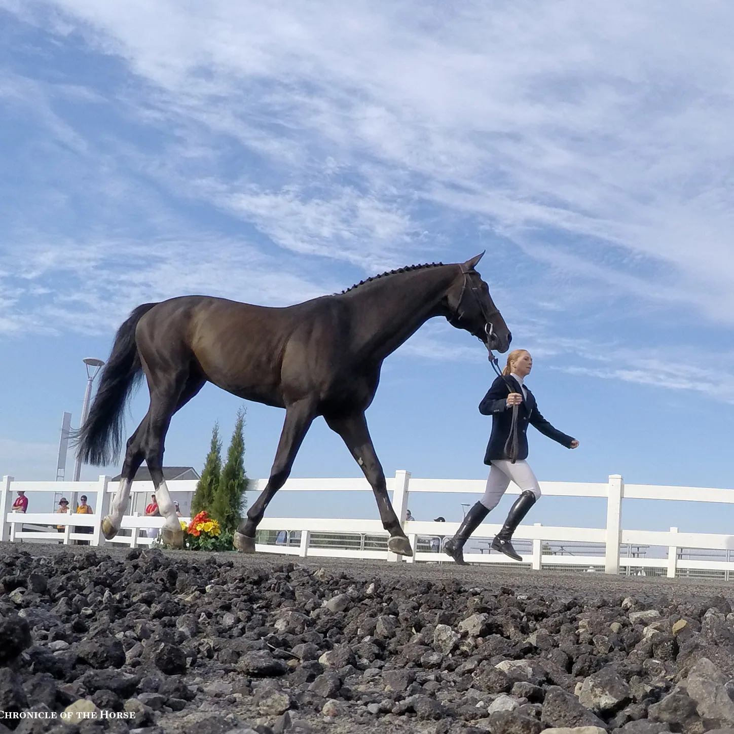 Second Show Jumping Horse Inspection - The Chronicle of the Horse