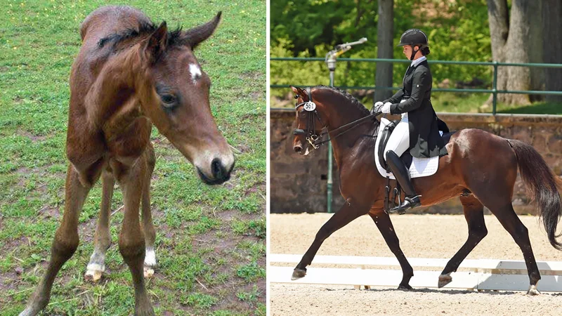 Faolan Is Filling Some Big Shoes For Bridget Hay - The Chronicle of the ...