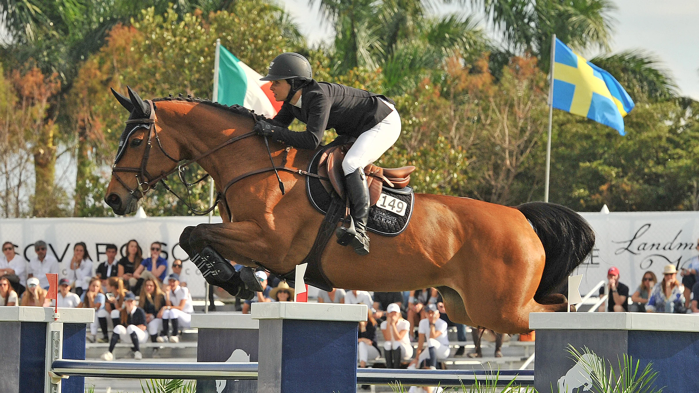 Stepping Back To Move Forward - The Chronicle of the Horse