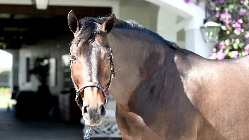 Behind The Stall Door With: Empire - The Chronicle of the Horse