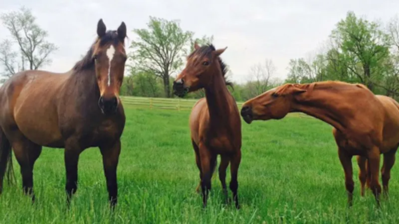 Equestrian Hunger Games - The Chronicle of the Horse