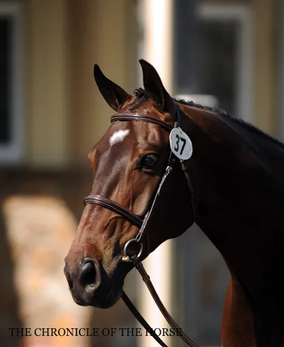 Sunday Horse Inspection Photo Gallery - The Chronicle of the Horse