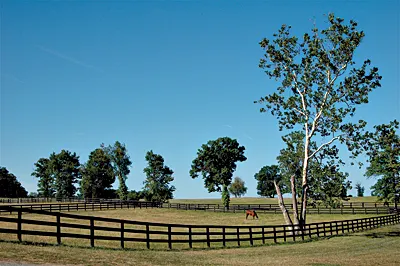 Producing The Perfect Pasture - The Chronicle of the Horse