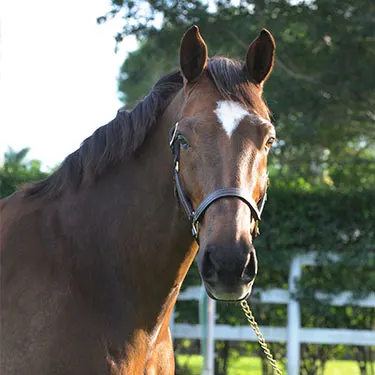Behind The Stall Door With: Dougie Douglas - The Chronicle of the Horse