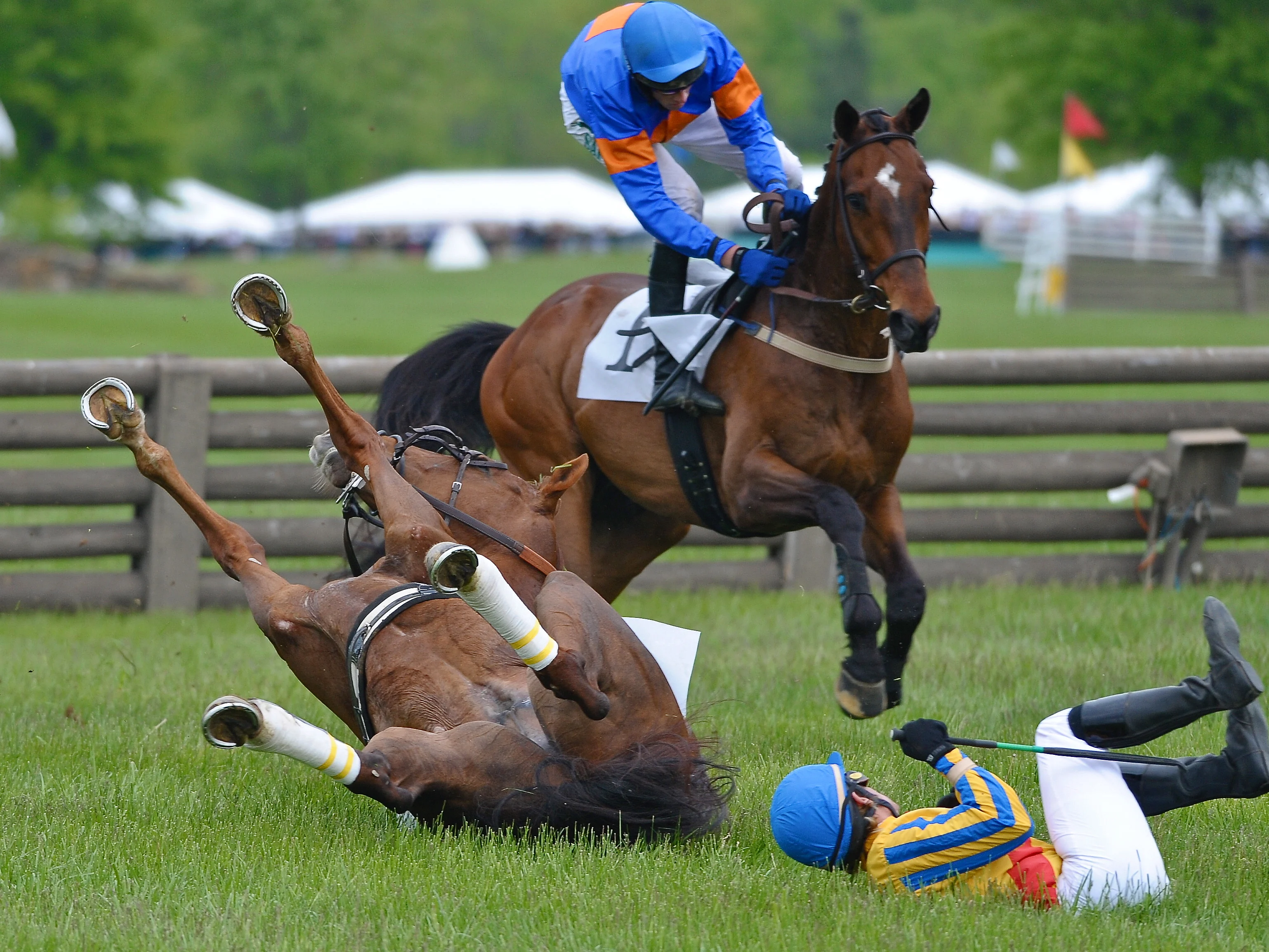 Down Like Dominoes - The Chronicle of the Horse