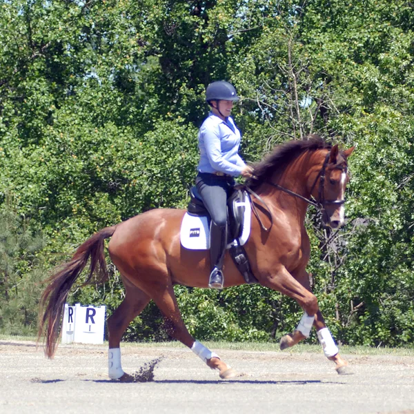 Johnny (Will) Be Good (at Dressage, Someday) - The Chronicle of the Horse