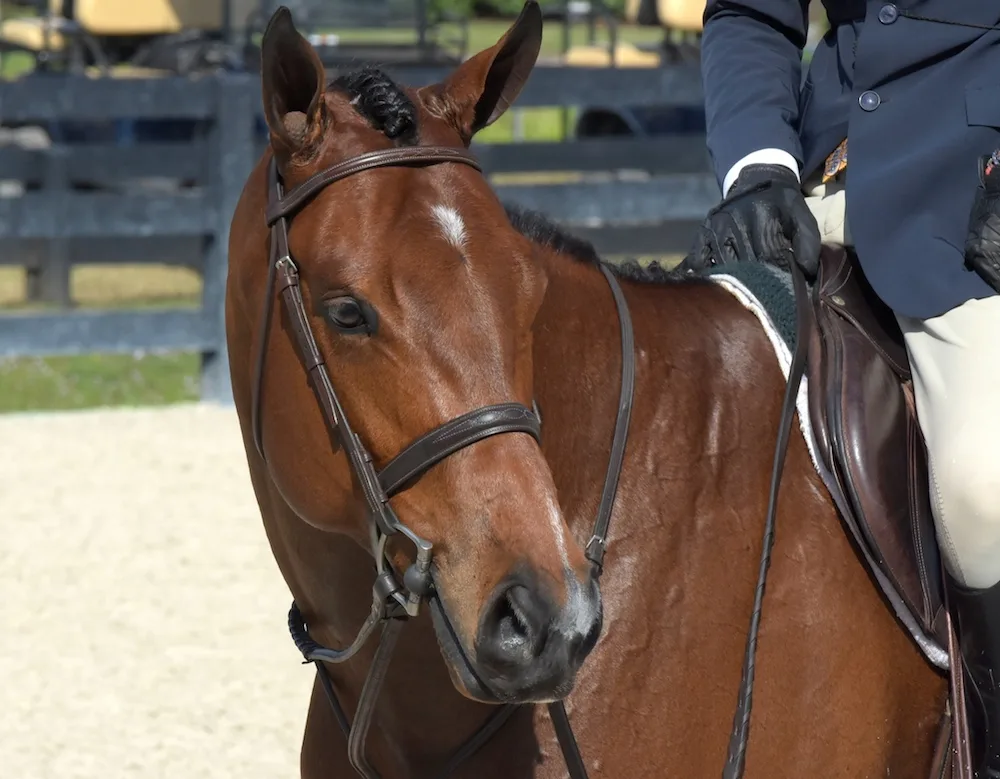 William Makes His Show Debut At WEF - The Chronicle of the Horse