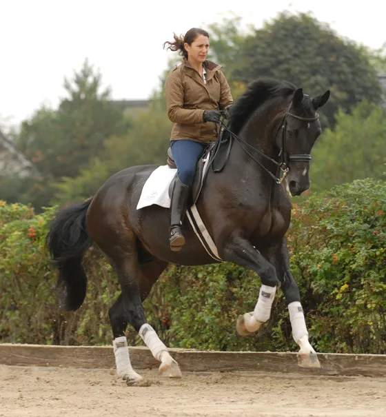 The Daily Routine - The Chronicle of the Horse