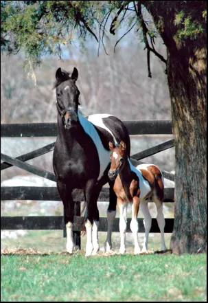 The Beckman Family Breeds A Formula For Success - The Chronicle of the ...