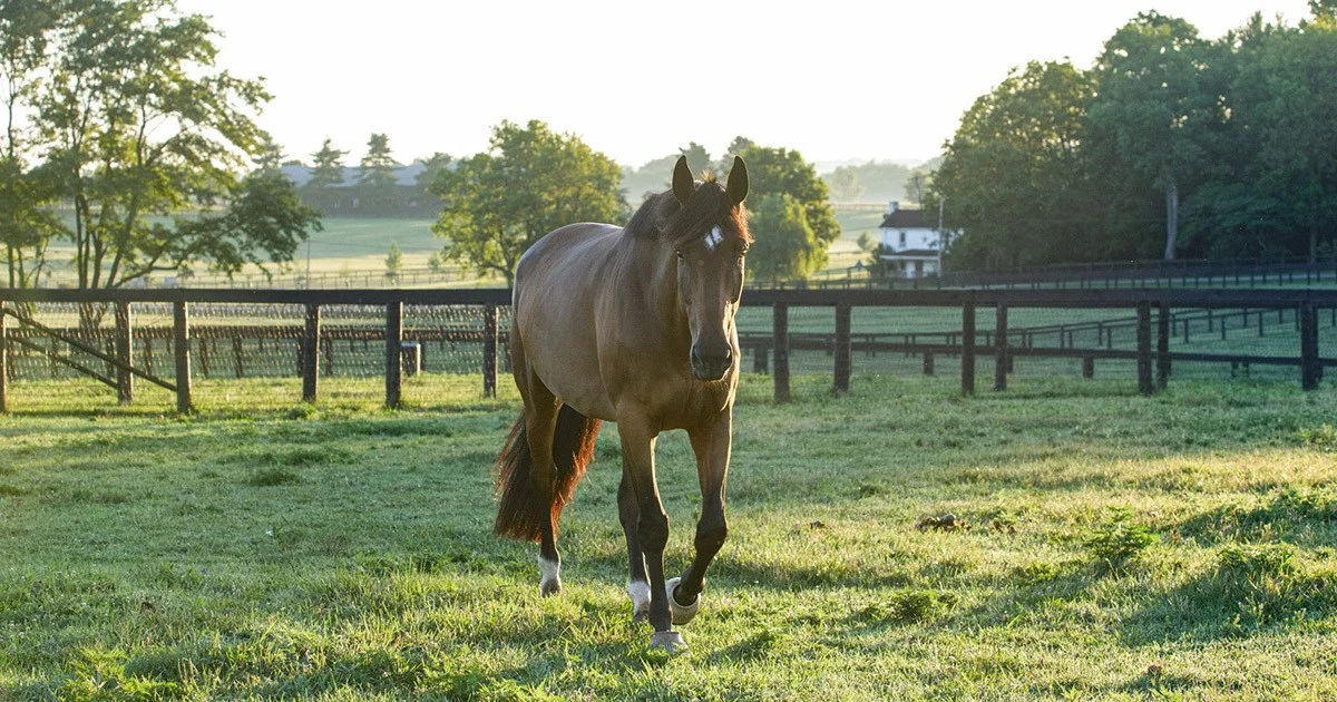 Veterinary Corner: Protecting Horses From EPM - The Chronicle of the Horse