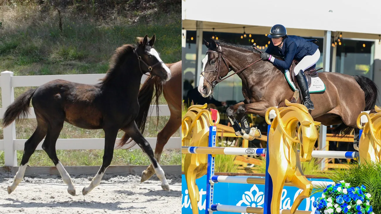 The U.S.-Bred Horse Taking On The Jumping World Cup Final - The ...