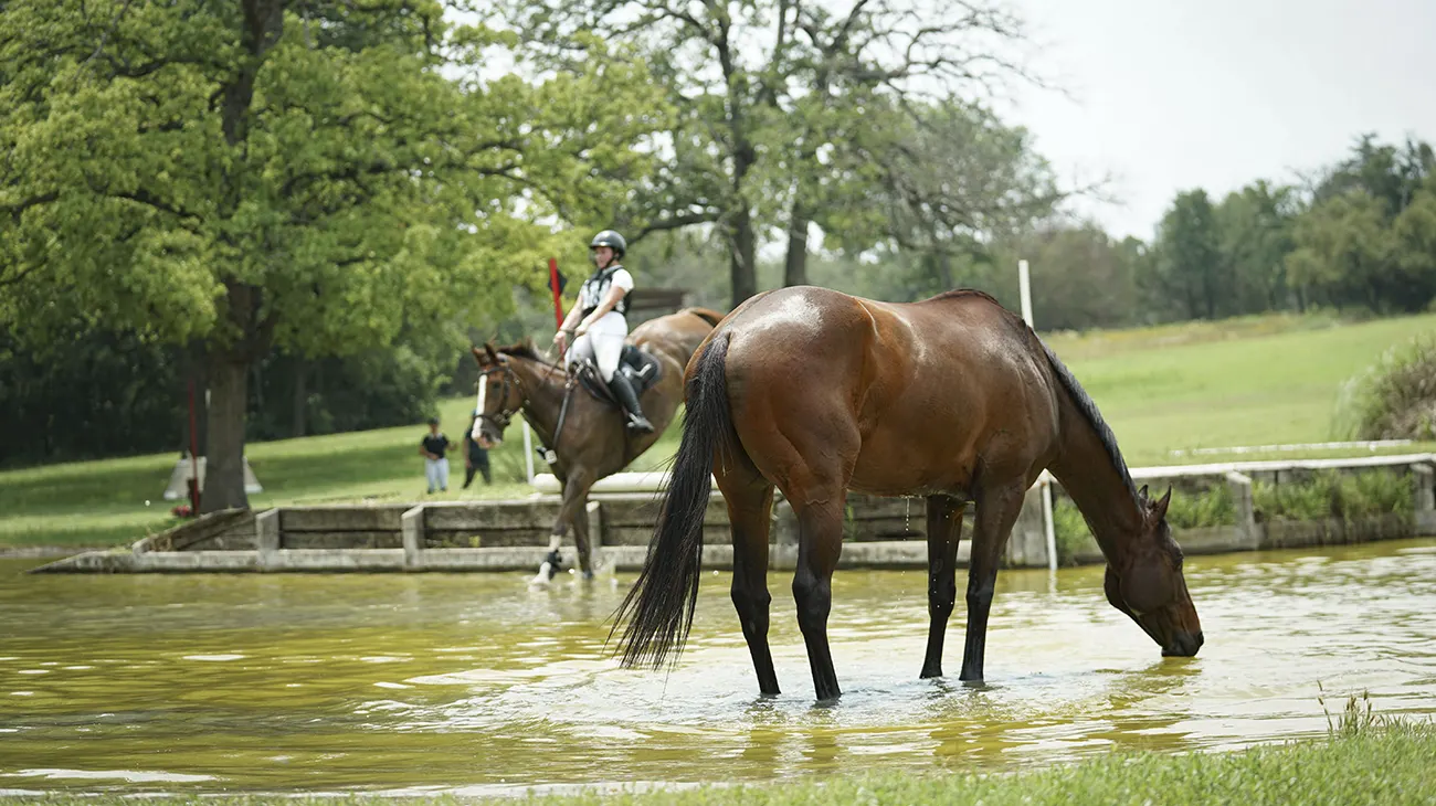 Behind The Photo: Loose Horse Leads Itself To Water - The Chronicle of ...