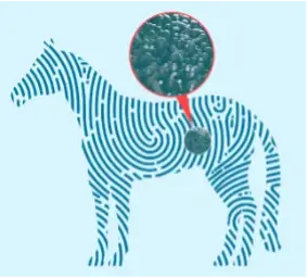 A Big Advancement in Equine Microbiome Science is Here - The Chronicle ...