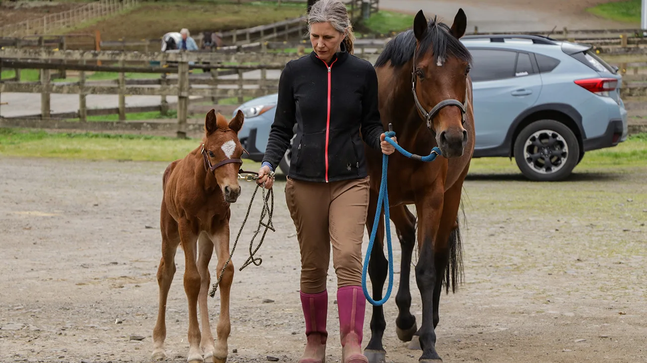 A Fable With A Happy Beginning - The Chronicle of the Horse