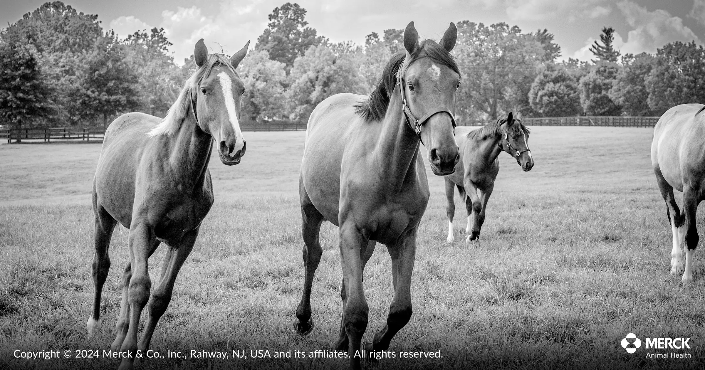 Understanding Fall Disease Risks For Your Horse - The Chronicle of the ...