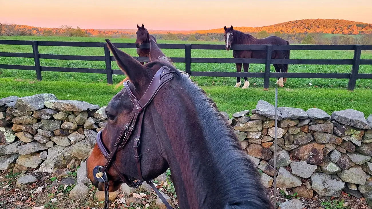 Air Horse One: There And Back Again - The Chronicle of the Horse