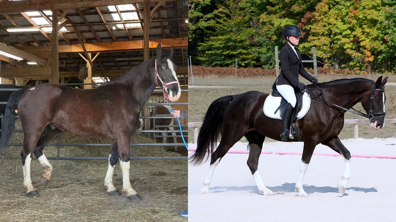 From Rescue To Ribbons: Colby's Crew Rescue Makes A New Start In A New ...